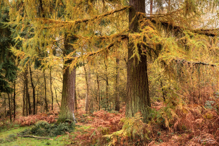Signed Limited Edition Print called Shuushoku at Chaddesley Wood