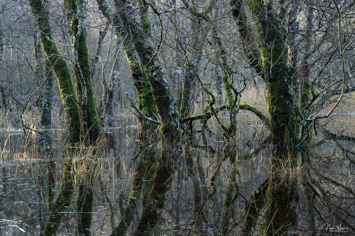 Submerged Sovereignty | Woodland Fine Art Photograph Print